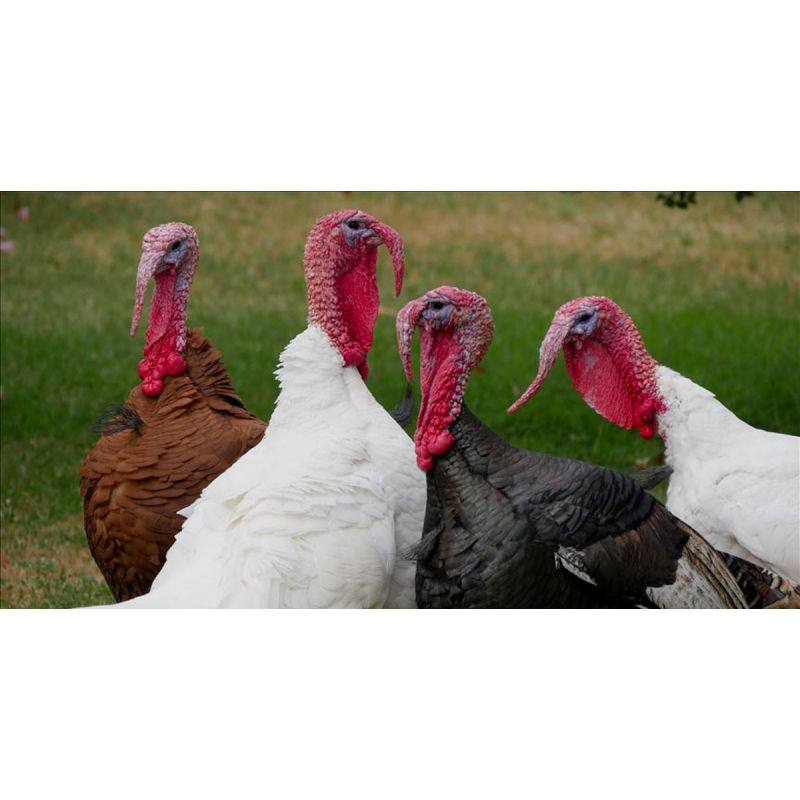 Jak hodować indyki: Wskazówki dotyczące karmienia i opieki nad indykami